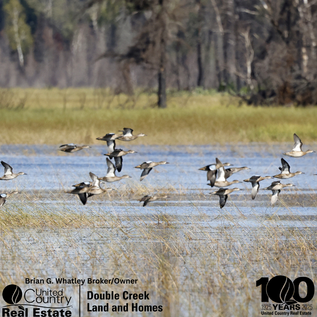 Early Winter Migration Update: Duck Activity Heats Up Across the ...
