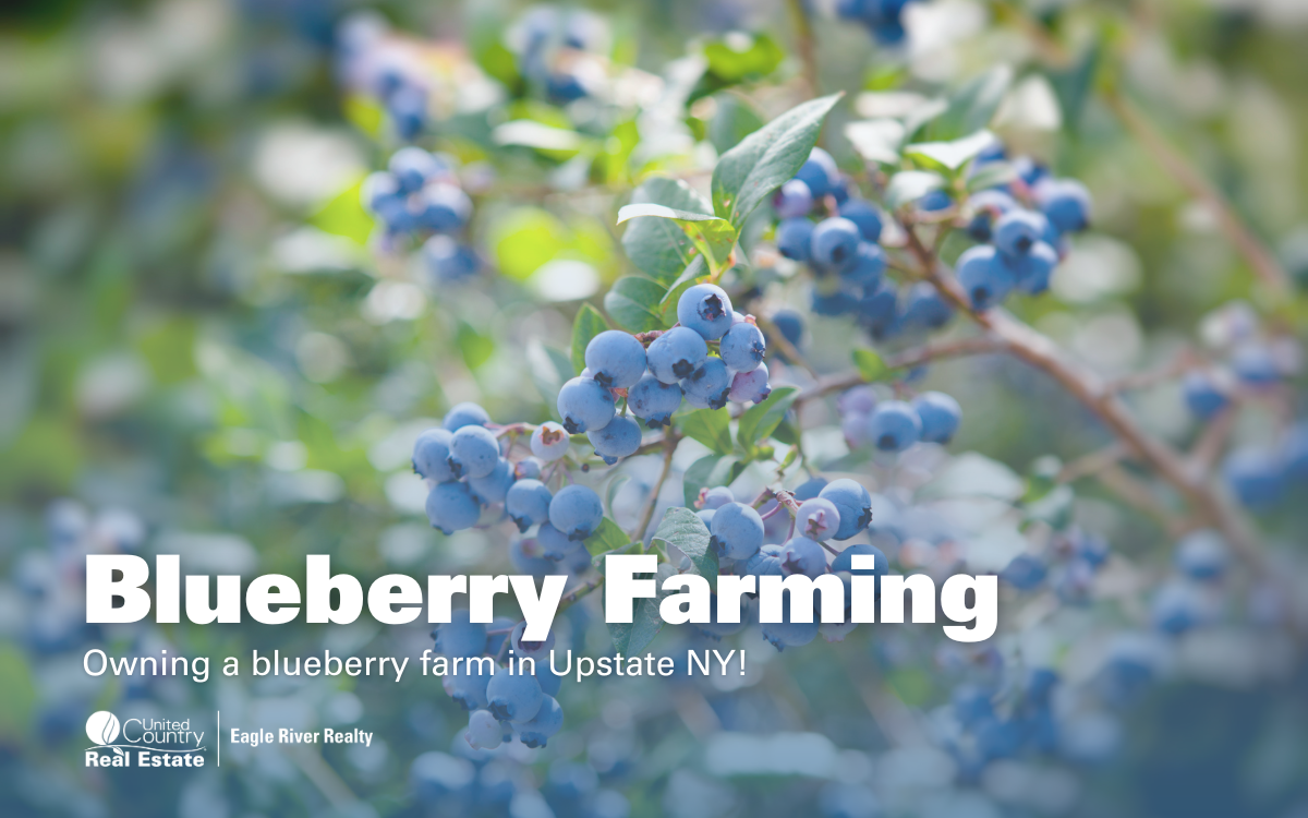 Owning a Blueberry Farm in Upstate New York | Eagle River Realty ...
