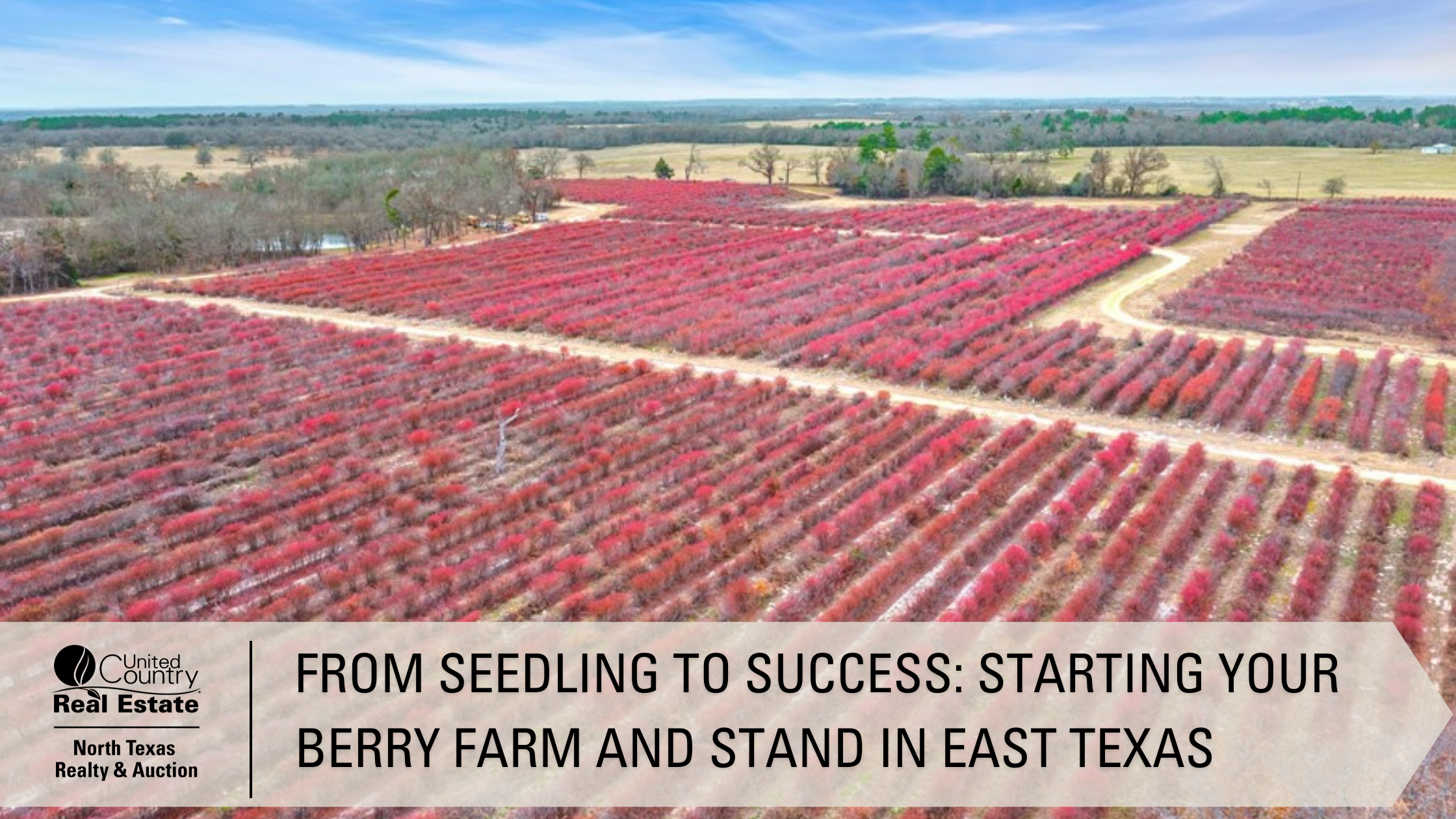 From Seedling to Success: Starting Your Berry Farm and Stand in East Texas
