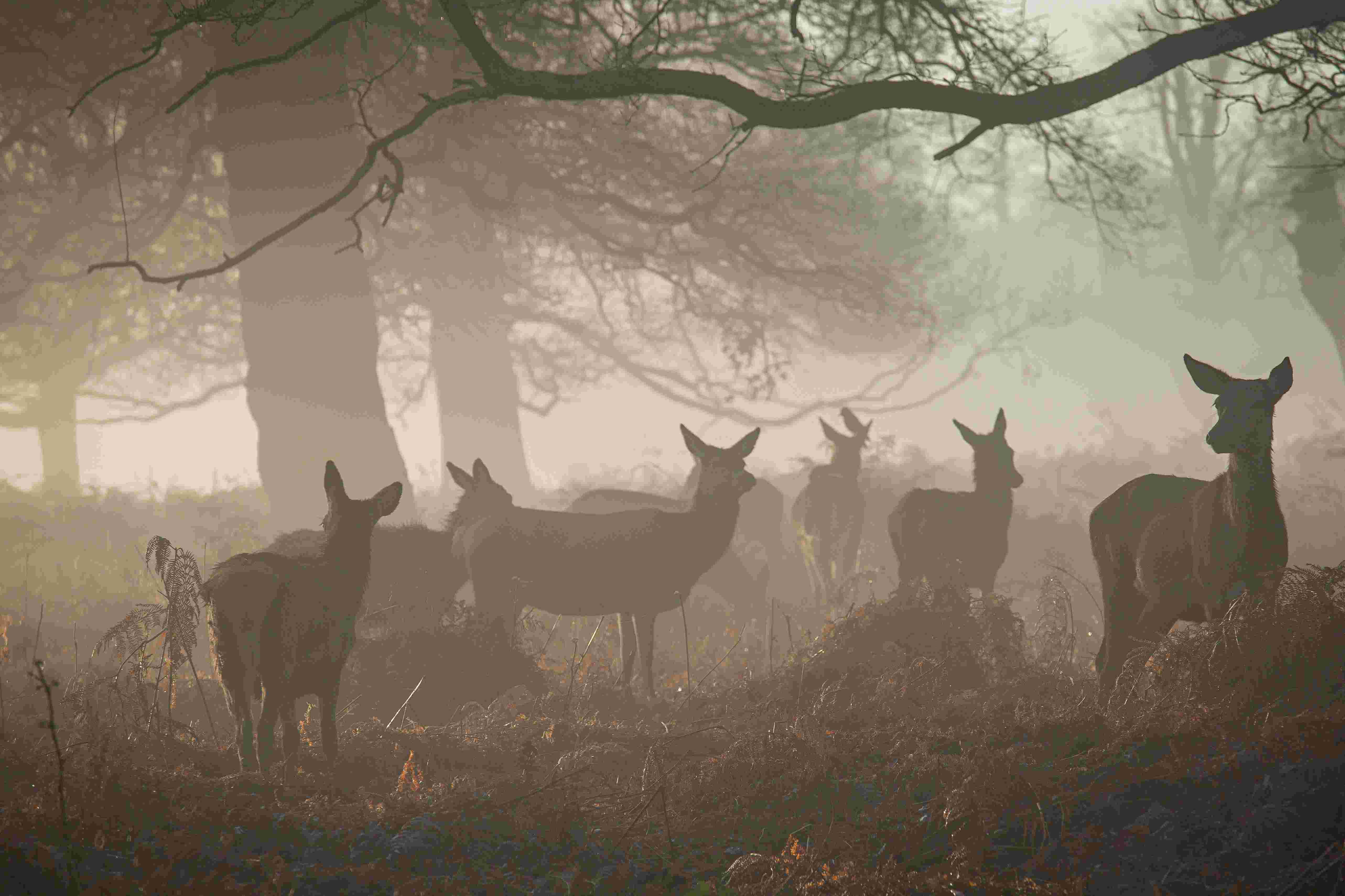Crafting Your Ultimate Fall Hunting Game Plan | South Land Company, LLC