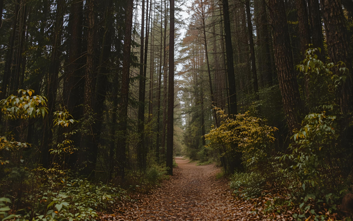Maximizing Timberland ROI in Northern Wisconsin: Harvesting, Consulting ...