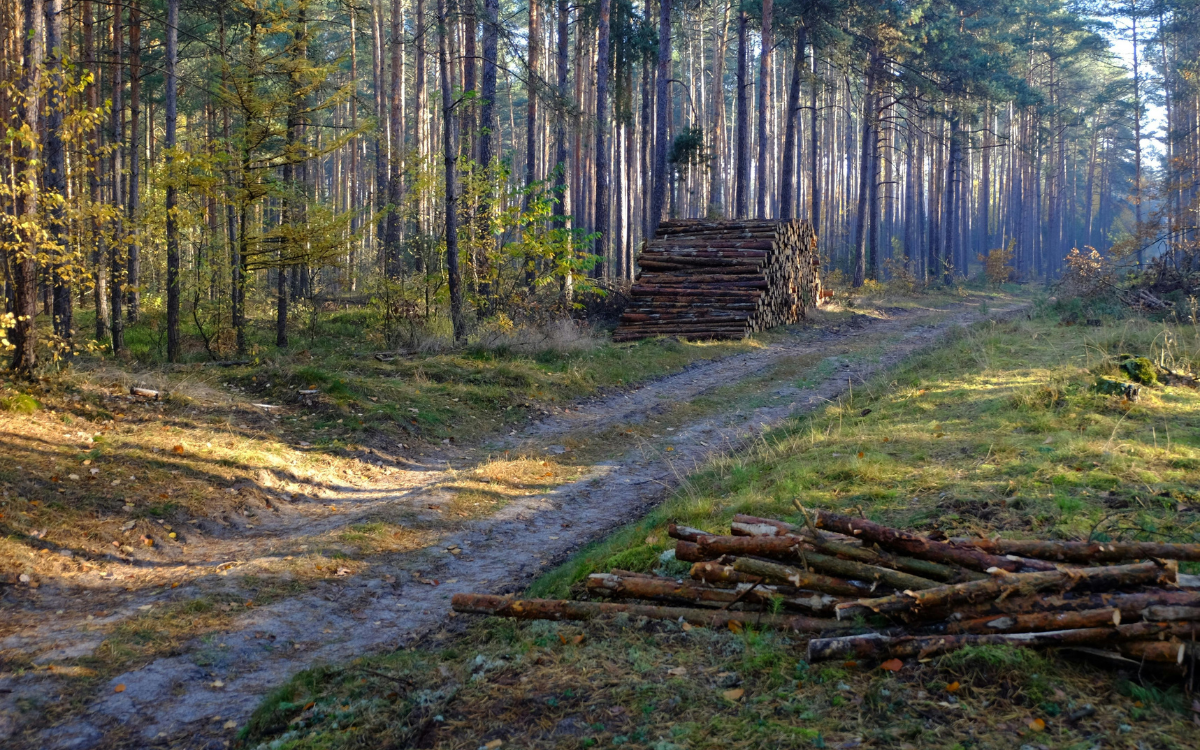 The Costly Tax Mistake Northern Wisconsin Landowners Should Avoid