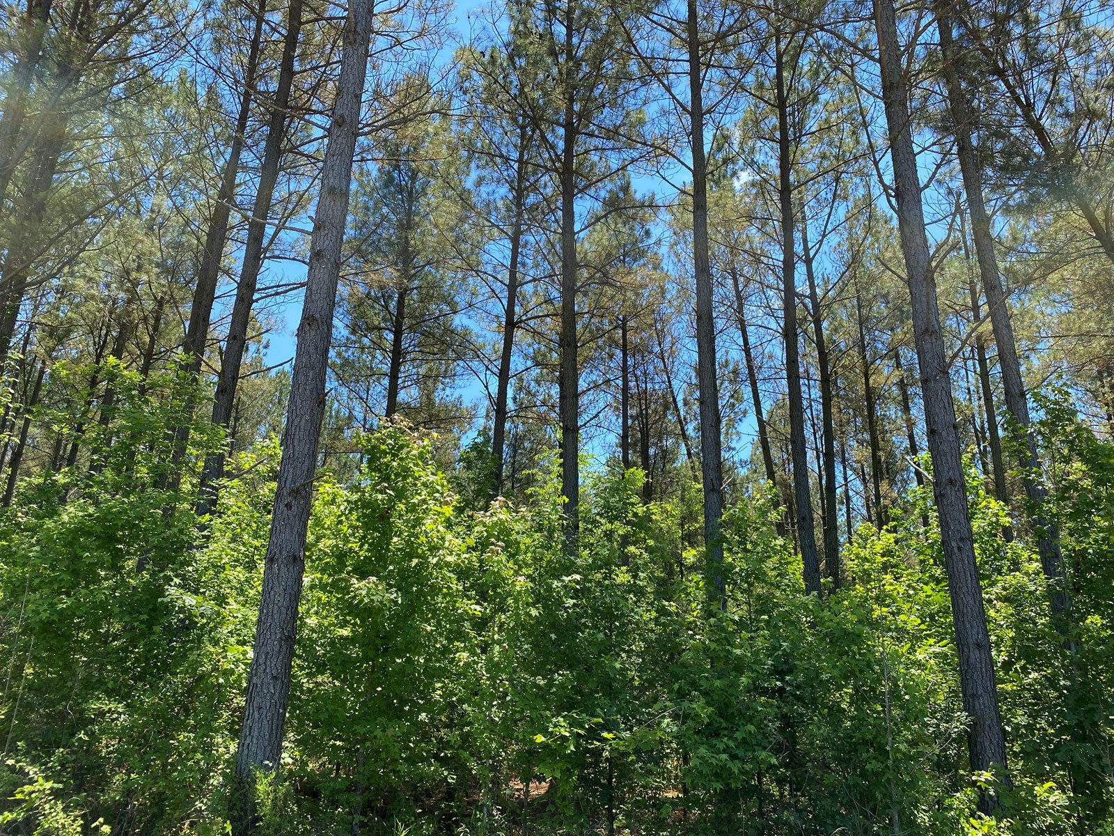LAND IN TN CABLE INTERNET, WATER, & ELECTRICITY AVAILABLE