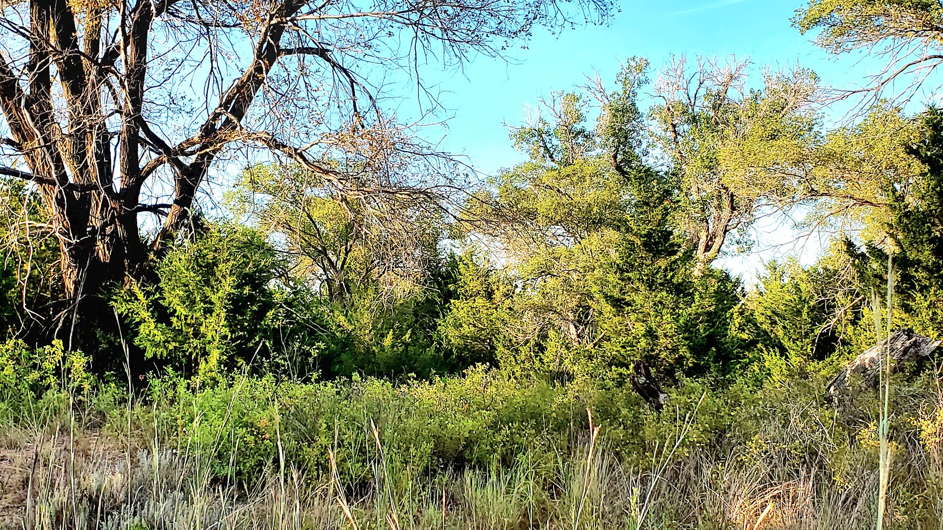 Large home in Freedom, OK with 16± acres