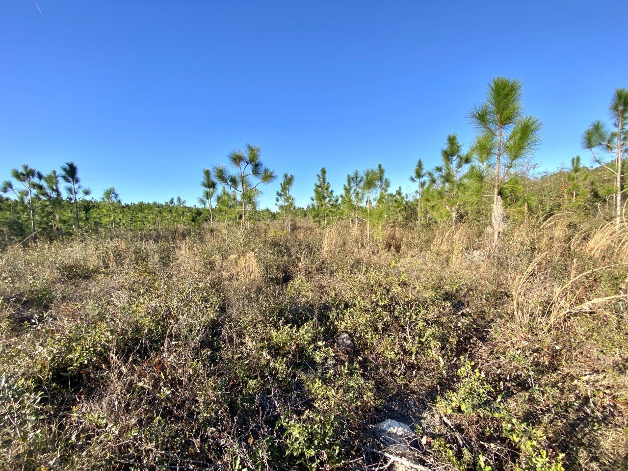 17.35 Acres Of 8 Year Old Long Leaf Pines For Only $110,000!