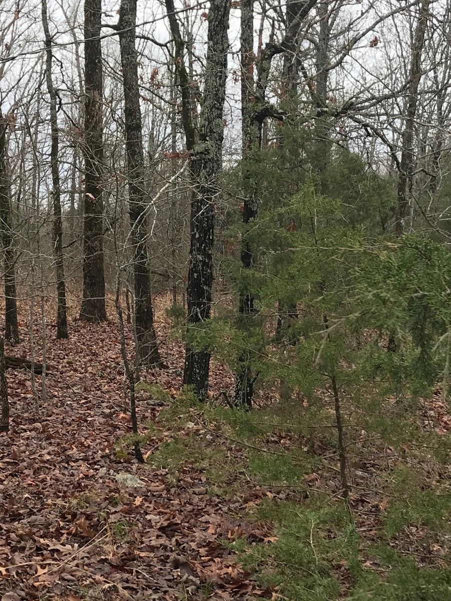 OZARKS WOODED LOTS NEAR EVENING SHADE AR